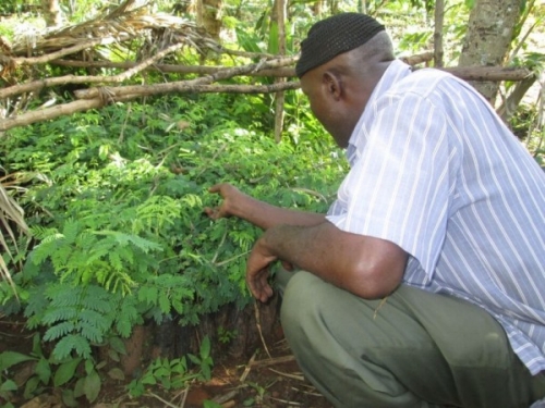 Indigenous Tree Species Reforestation: the Future of Terrestrial ...